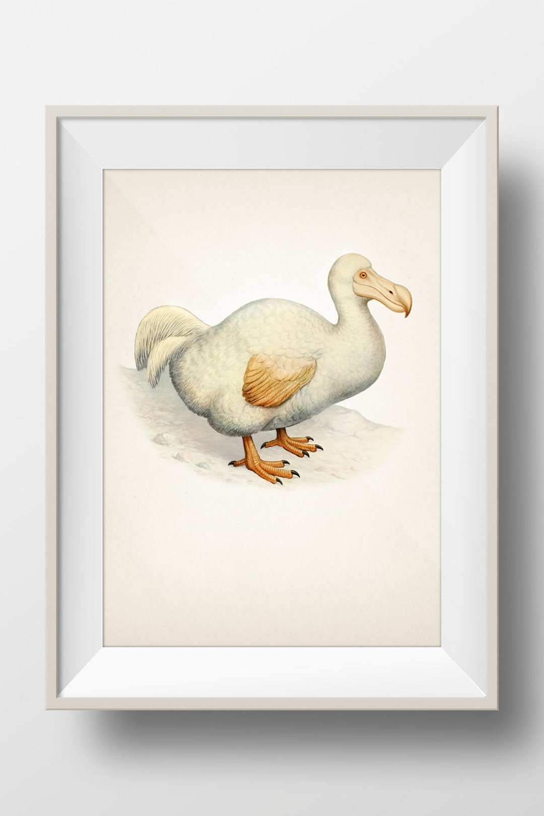 White Dodo Bird - 1907 - OE-14 - Fine Art Print of a Curious Vintage ...