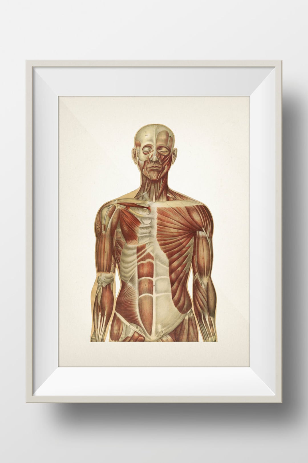 Human Anatomy MUSCLE System HU-06 Fine Art Prints of a - Etsy