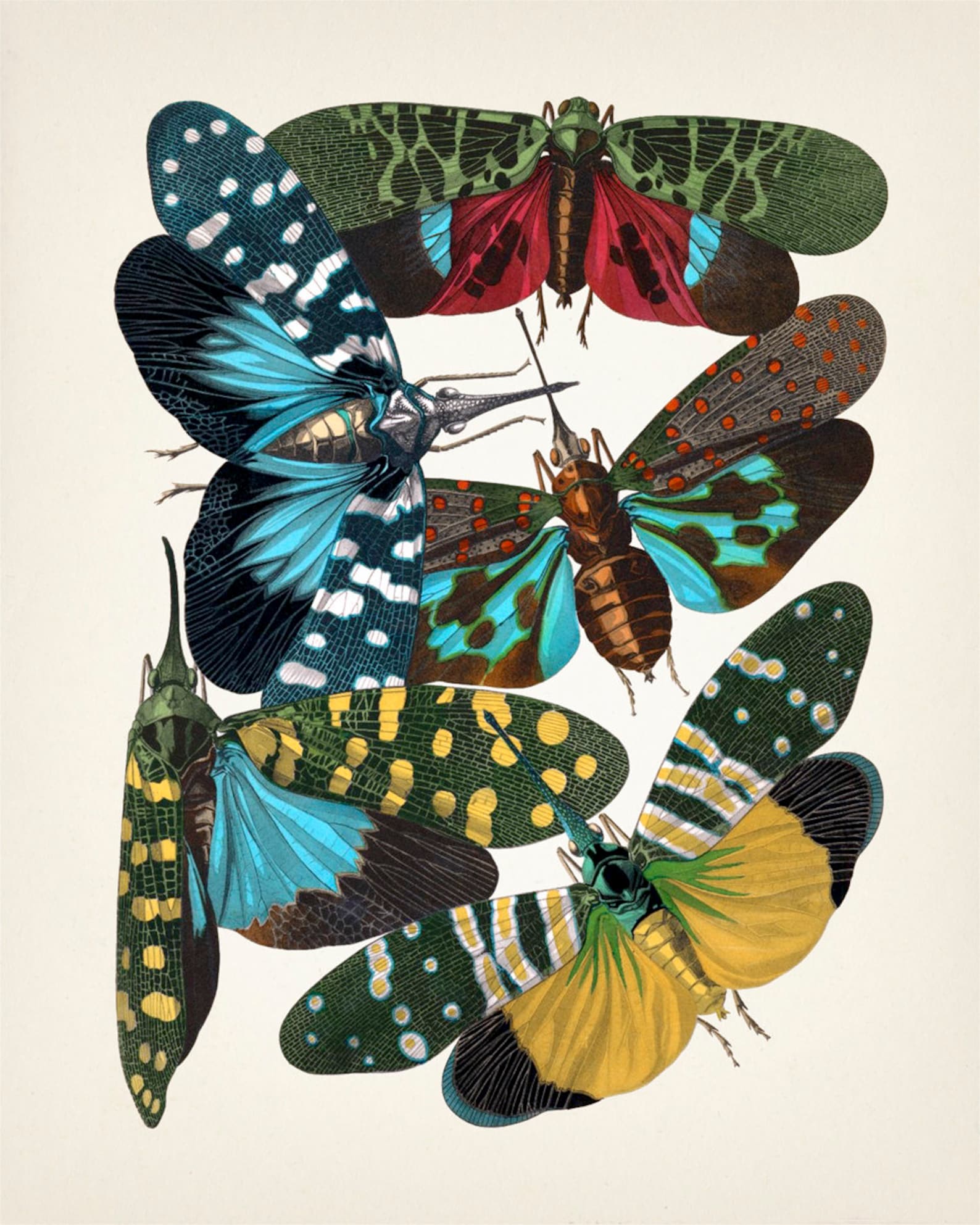 Insects No. 16 [1926] Insectes - IN-56 - Fine Art Print of a Vintage ...