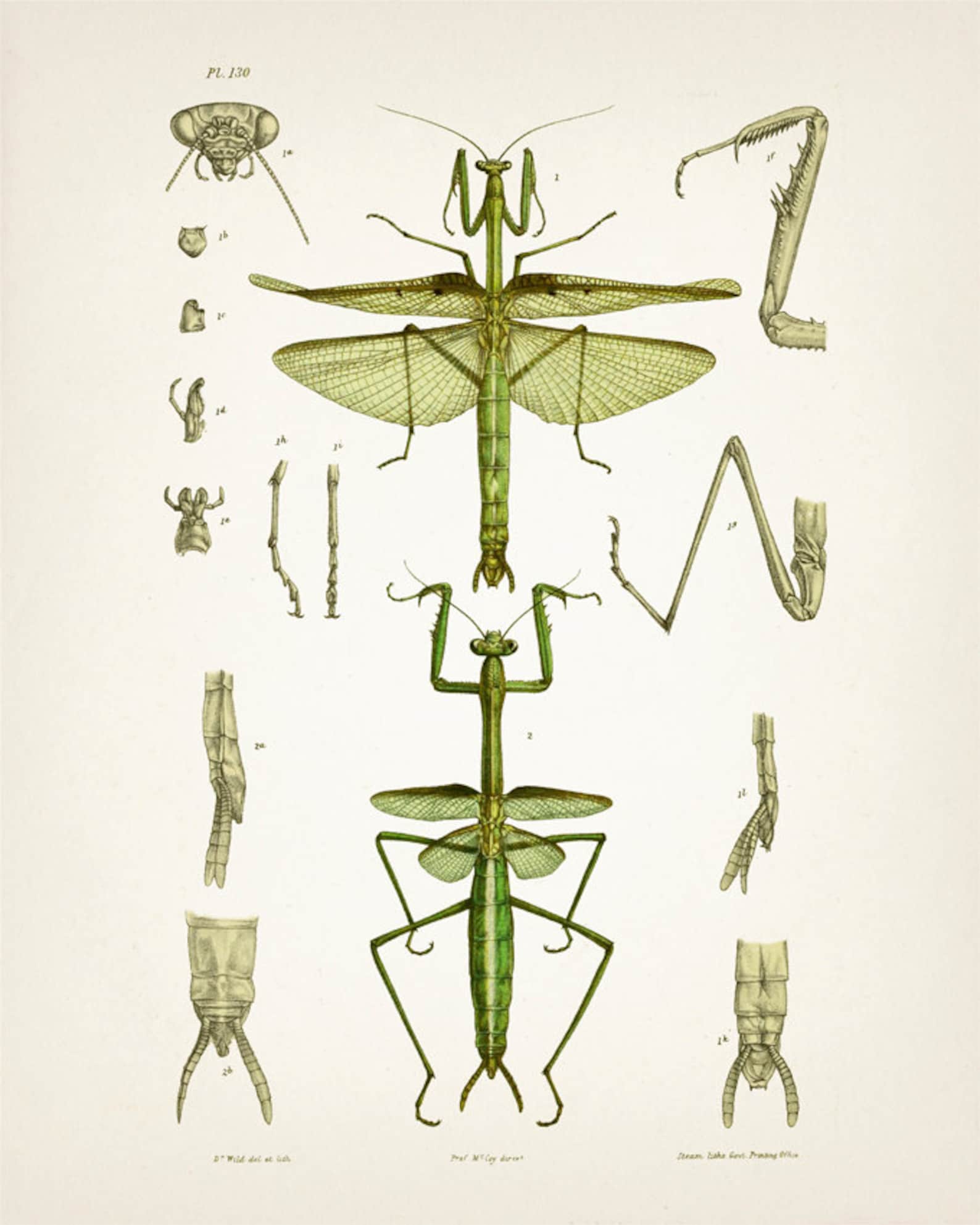 Praying Mantis Drawing IN-03 Fine Art Print of a Vintage | Etsy