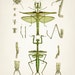 Praying Mantis Drawing IN-03 Fine Art Print of a Vintage Natural ...