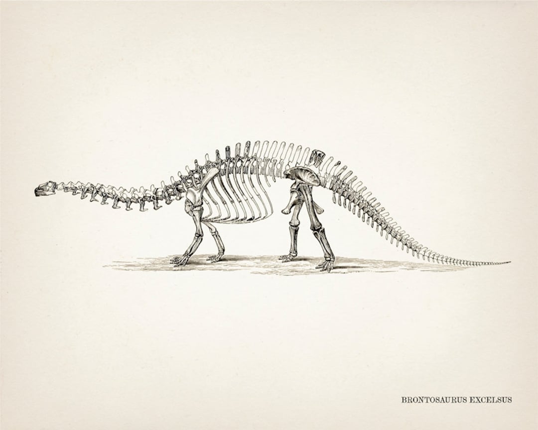 Brontosaurus Skeleton - DI-06 - Fine Art Print of a Vintage Natural ...