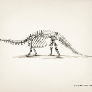 Brontosaurus Skeleton - DI-06 - Fine Art Print of a Vintage Natural ...