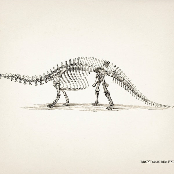 Skeleton Art Print - Etsy