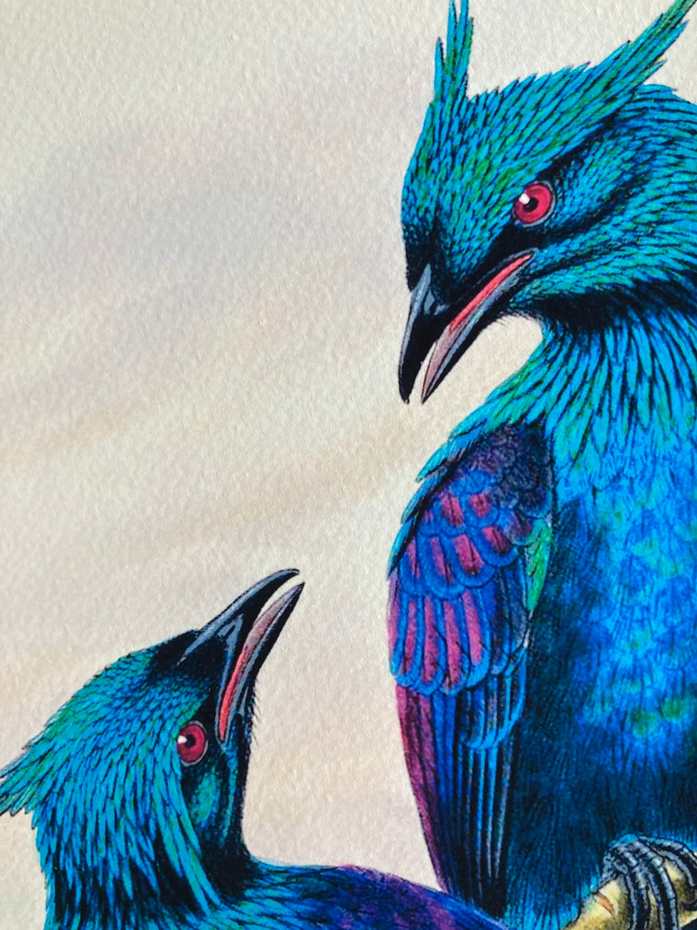 Trumpet Manucode Bird of Paradise - BP-20 - Fine Art Print of a Vintage ...