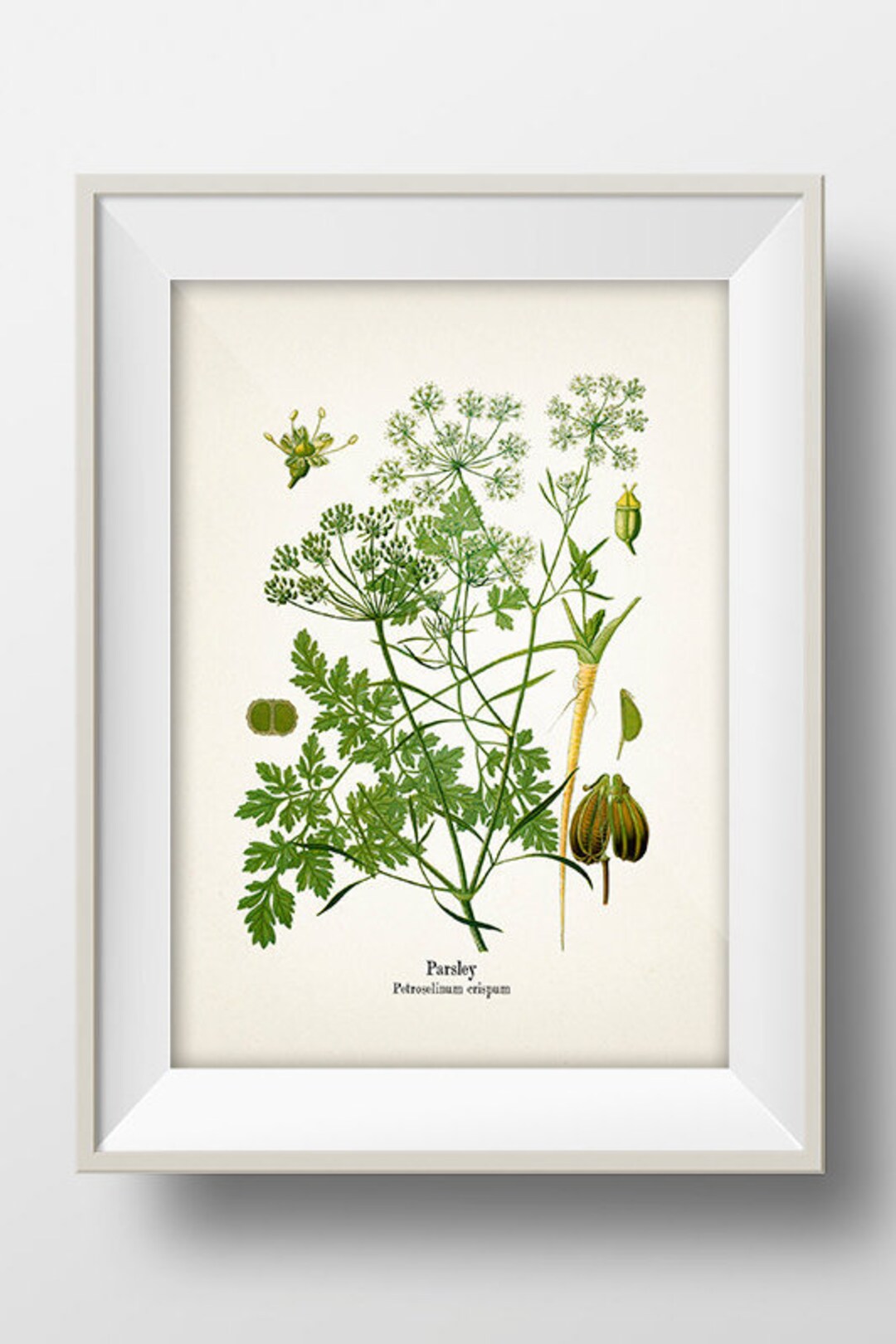 Vintage Parsley Print - KO-13 - Fine Art Prints of Kohler's Vintage ...