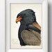 Bateleur Eagle BI-11 Avian Fine Art Print of a Vintage | Etsy