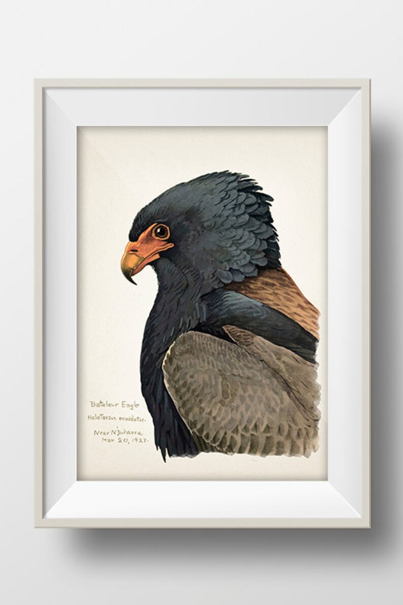 Bateleur Eagle -BI-11 - Avian Fine Art Print of a Vintage Natural ...