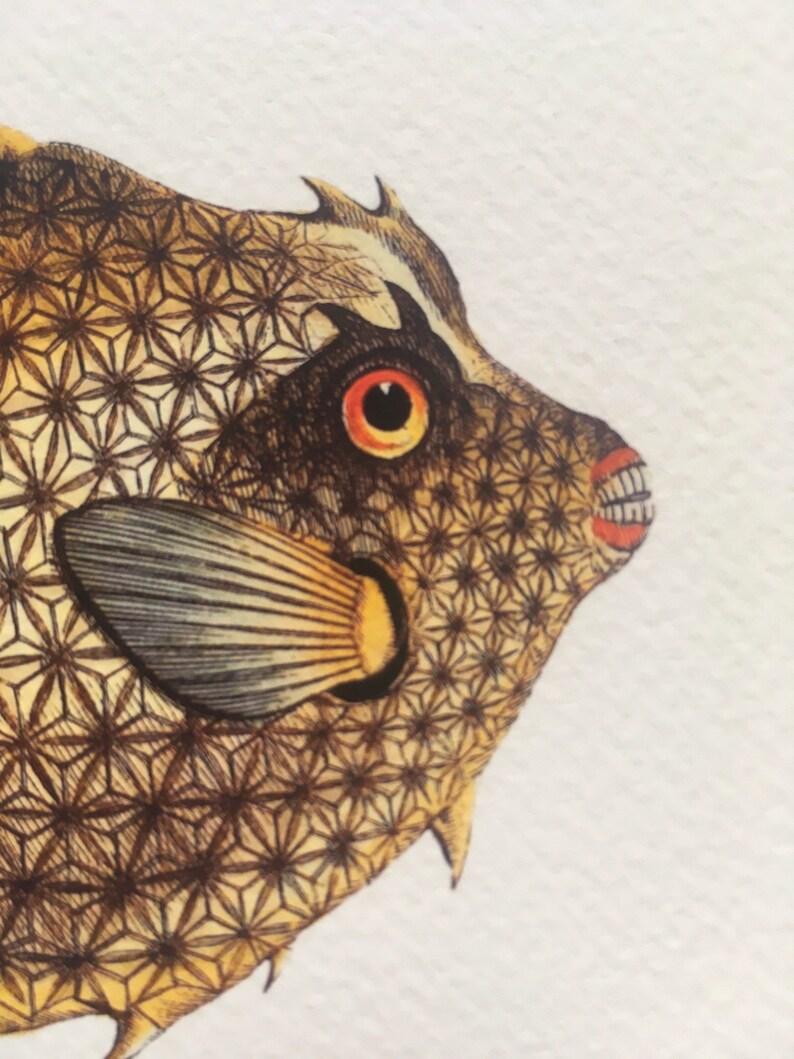 Patterned Fish Print Set 1801 Fish Drawings. Fine art | Etsy