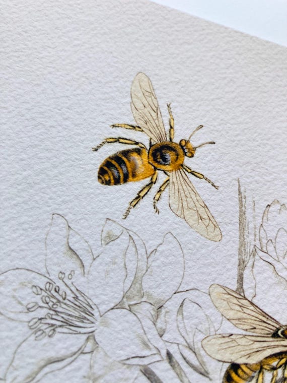 Honey Bee Vintage Print Stunning Honeycomb With Bees Dictionary Art