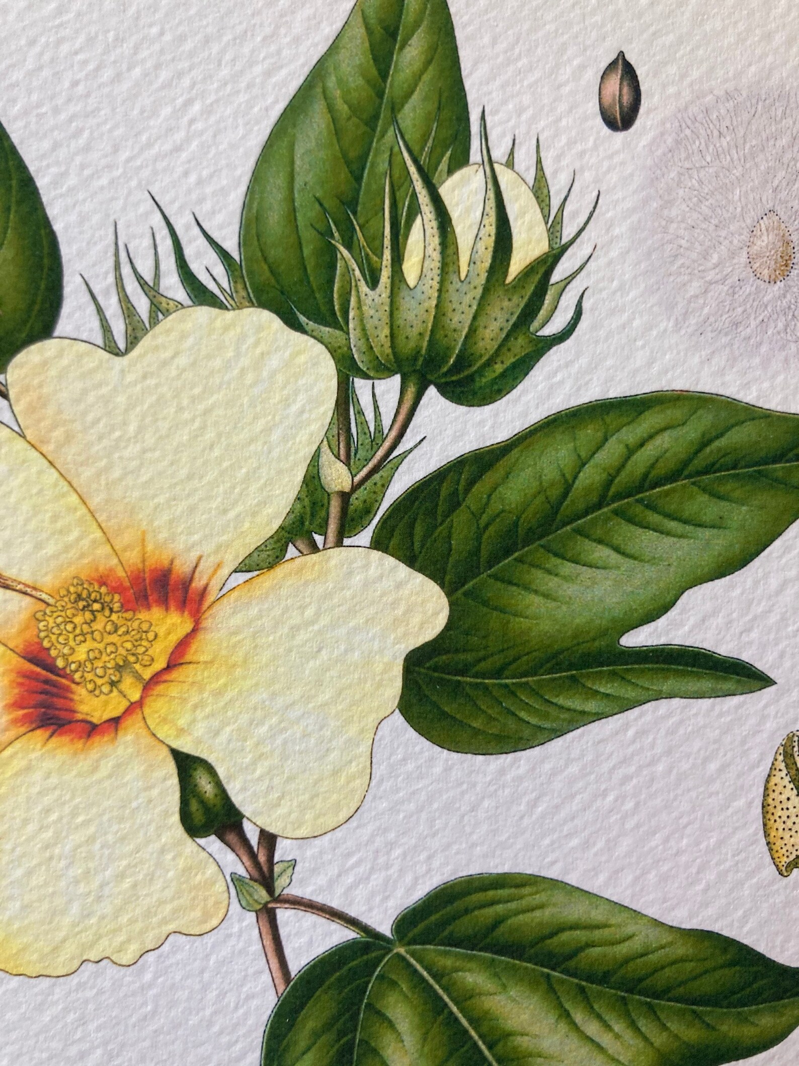 American Southern Crops Set of 4 Botanical Illustrations | Etsy