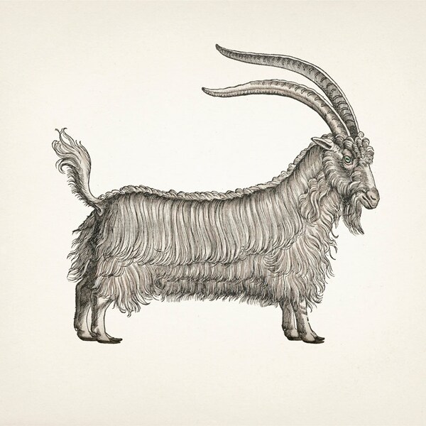 Goat Print - Etsy
