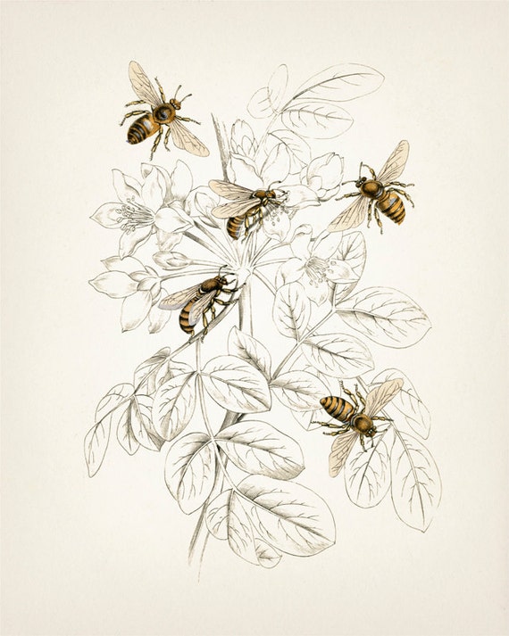 Vintage Honey Bee Print