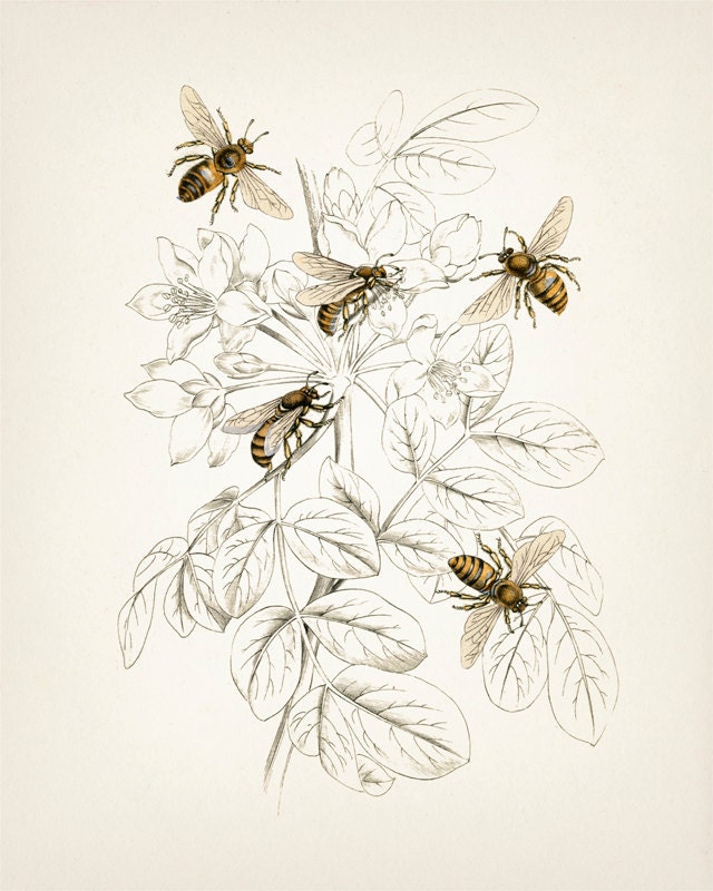 Honey Bees IN-07 Fine Art Print of a Vintage Natural - Etsy