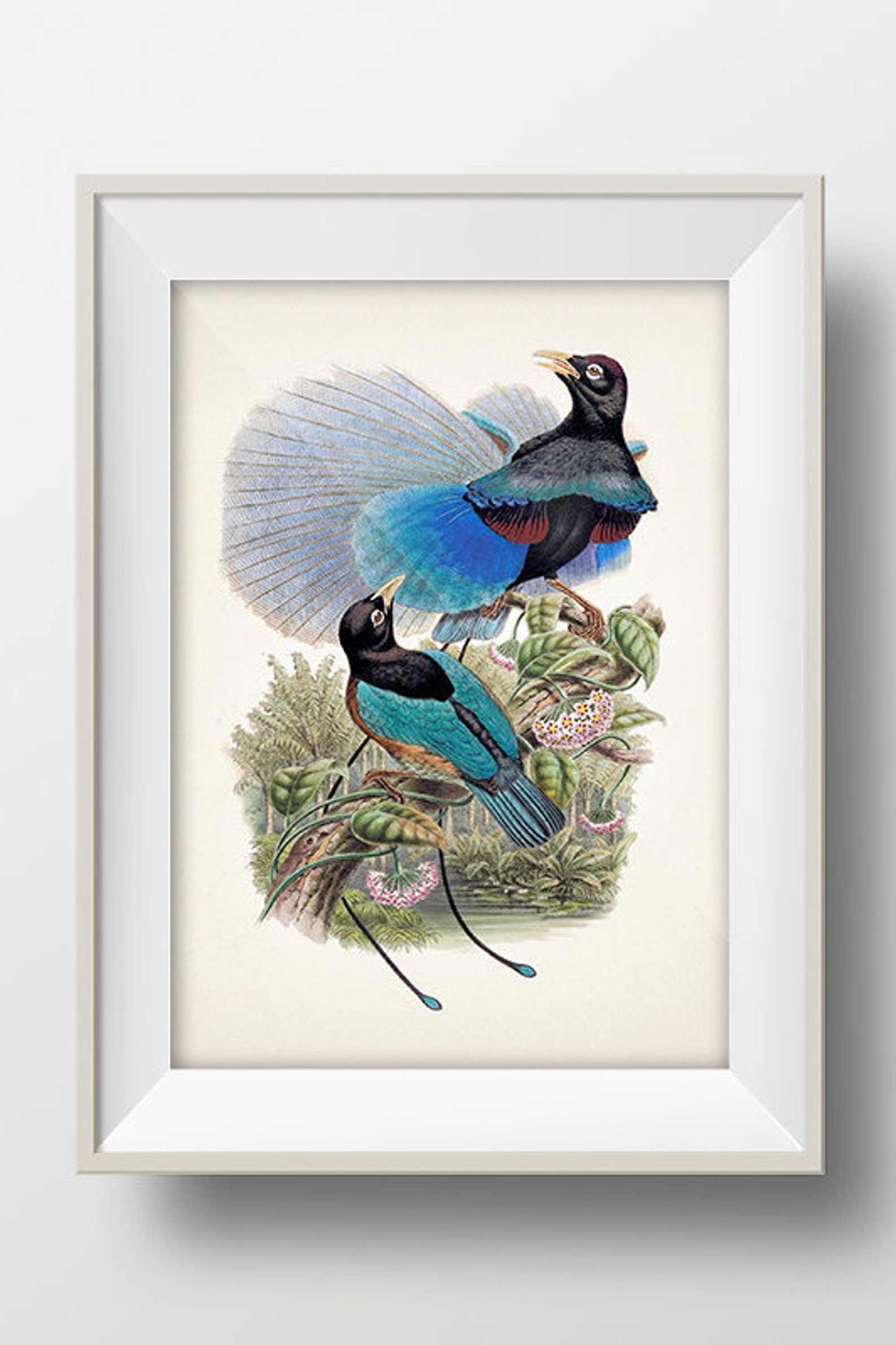 Blue Bird of Paradise paradisaea Rudolphi BP-03 Fine Art - Etsy