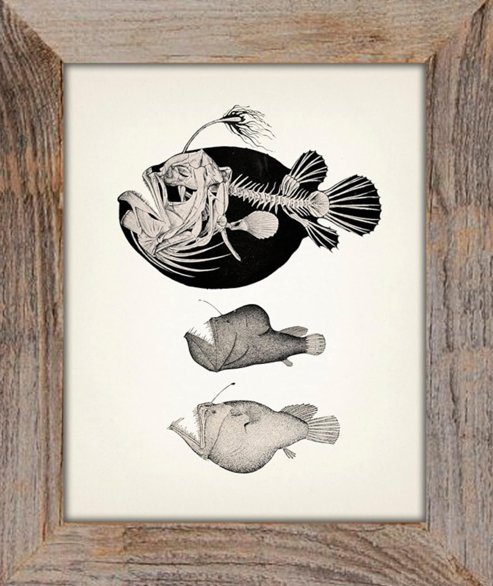 Angler Fish Skeleton - Scientific Anatomy Drawing - OE-01 Fine Art ...