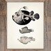 Angler Fish Skeleton - Scientific Anatomy Drawing - OE-01 Fine Art ...