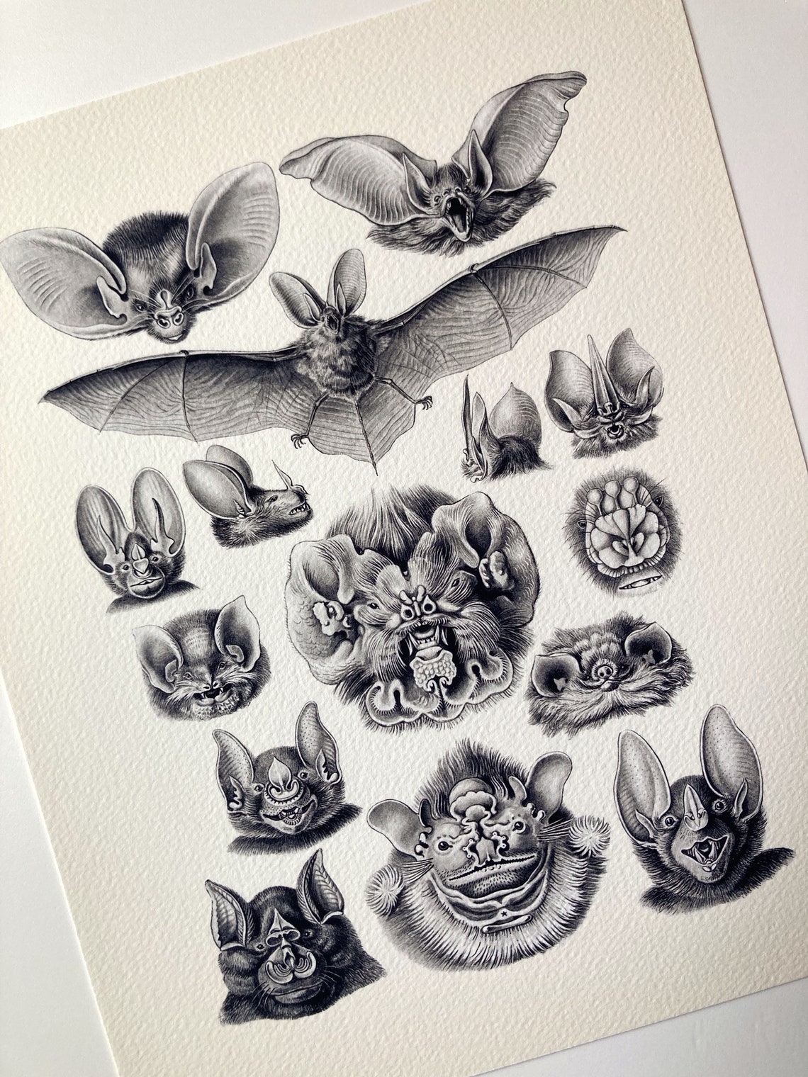 Bats Collage by Haeckel MA-02 Fine Art Print of a Vintage | Etsy