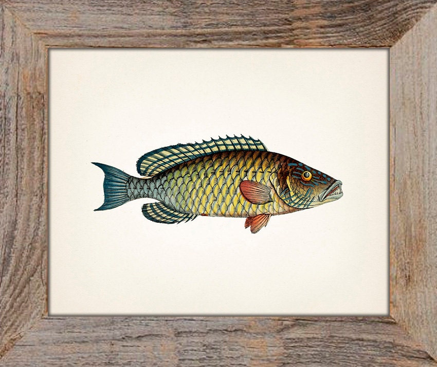 Unique 1801 Cheeklined Wrasse Fish Drawing - Fine Art Print of a ...
