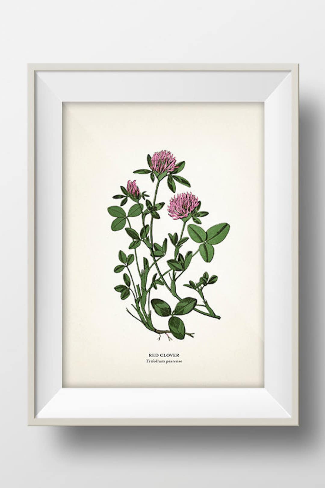 Red Clover - PL-04 - Fine Art Print of a Vintage Natural History ...
