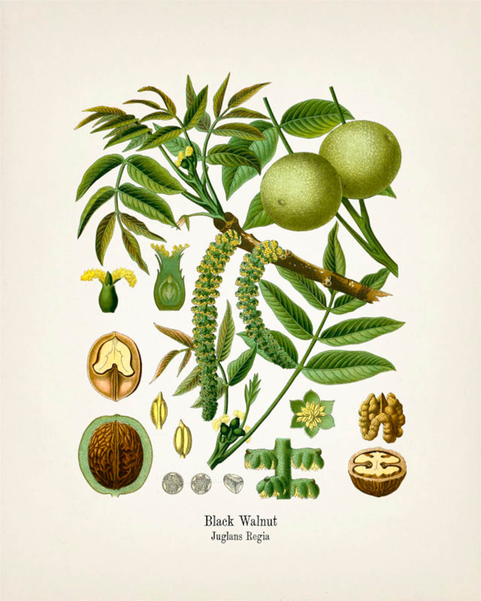 Vintage Black Walnut Botanical Print - KO-59 - Fine Art Prints of ...