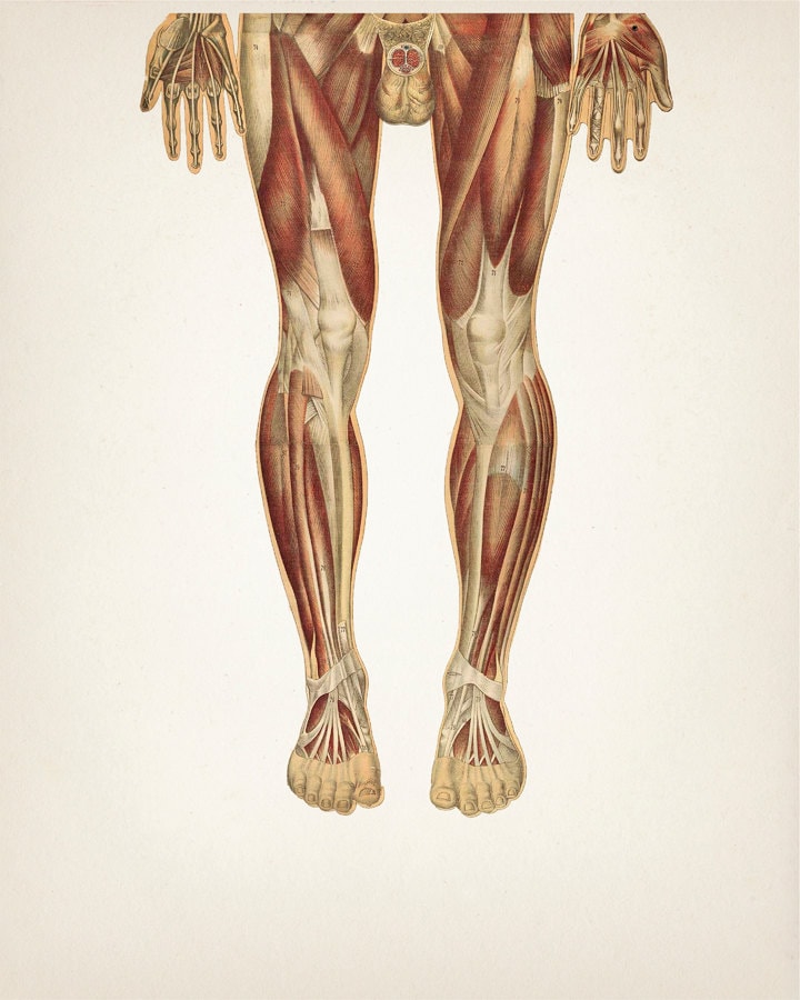 Human Anatomy MUSCLE System Wall Art Set Fine Art Prints / - Etsy