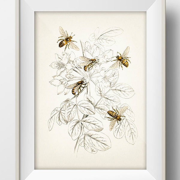 Vintage Bee Print - Etsy