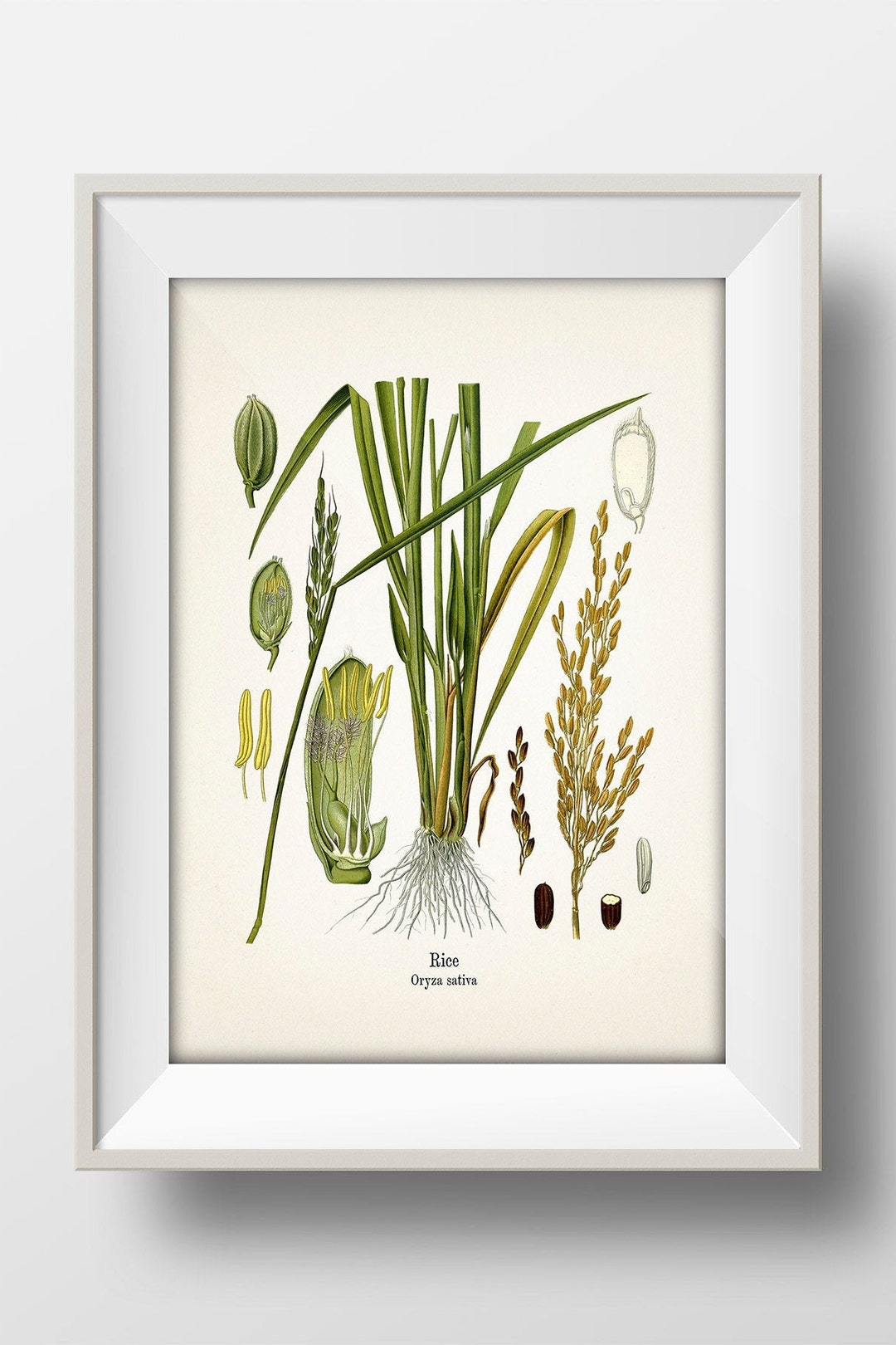 Vintage Rice Print - Oryza Sativa Botanical Illustration - KO-79 - Fine ...