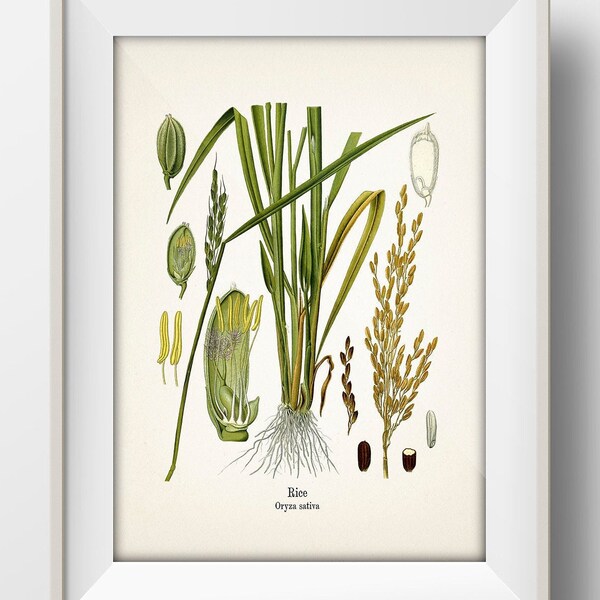 Print Botanical - Etsy