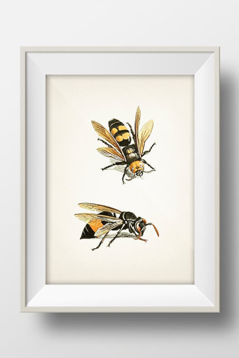 Wasps IN-10 Fine Art Print of a Vintage Natural History | Etsy