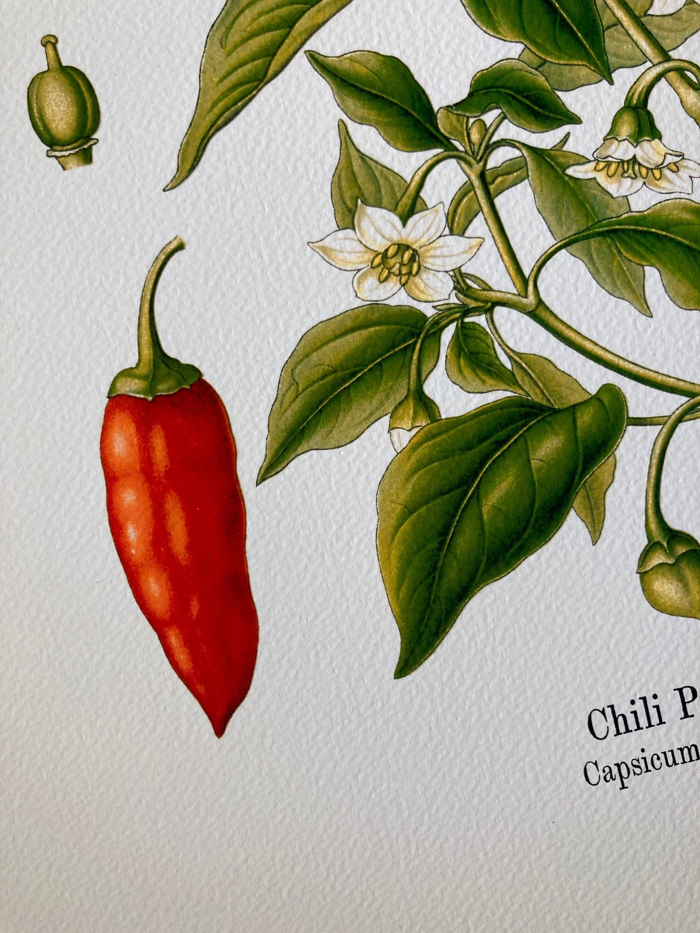 Vintage Chili Pepper Print Fine Art Prints of Kohler's | Etsy