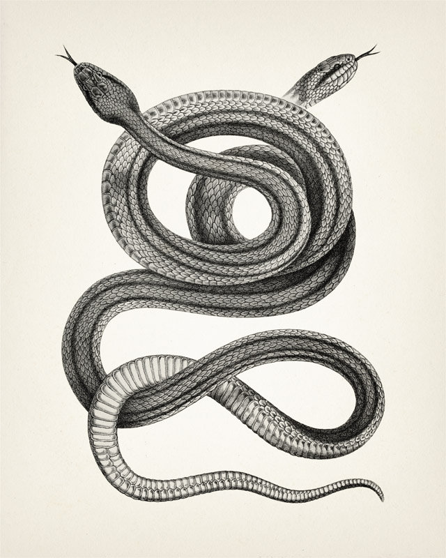 Snake Drawings Sketches