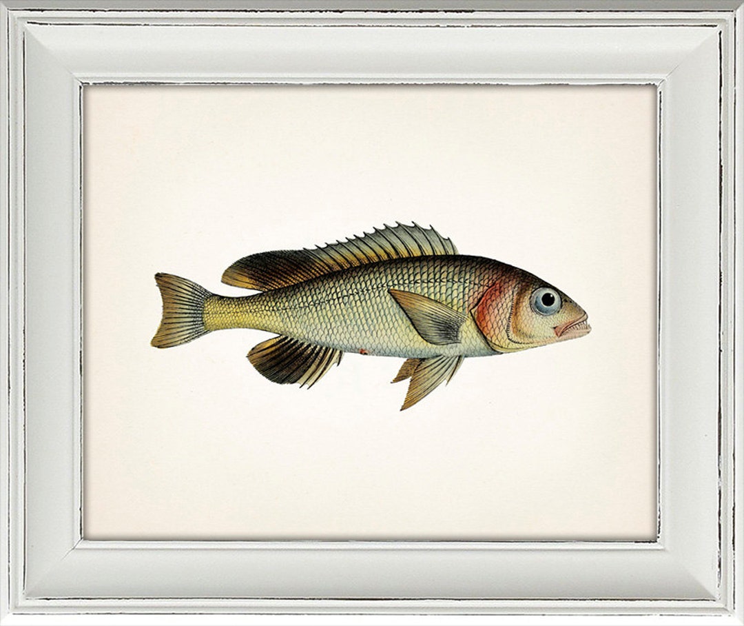 Simple Snapper 1801 Fish Drawing. - Fine Art Print of a Vintage Natural ...