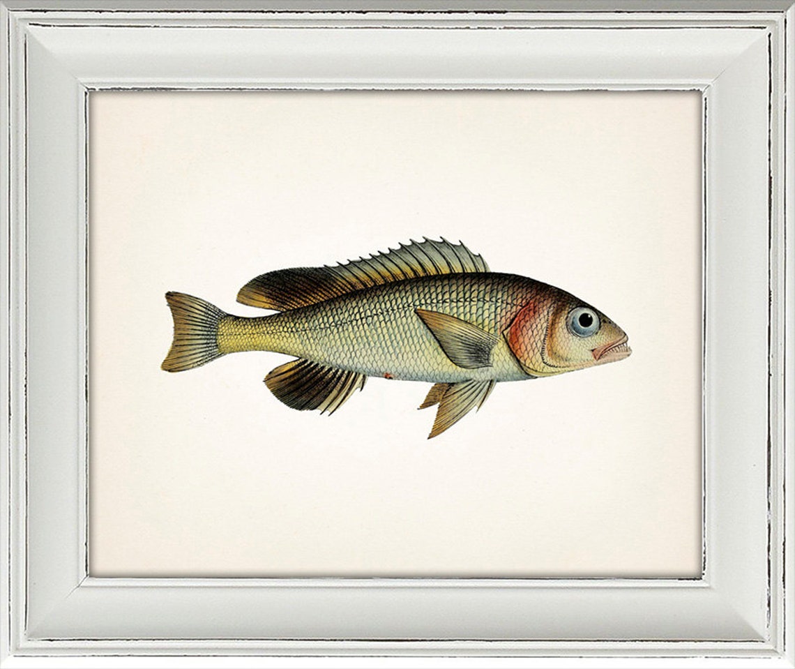 Simple Snapper 1801 Fish Drawing. Fine Art Print of a - Etsy