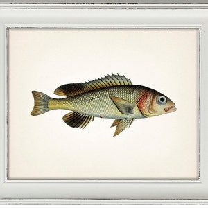 Simple Snapper 1801 Fish Drawing. - Fine Art Print of a Vintage Natural ...