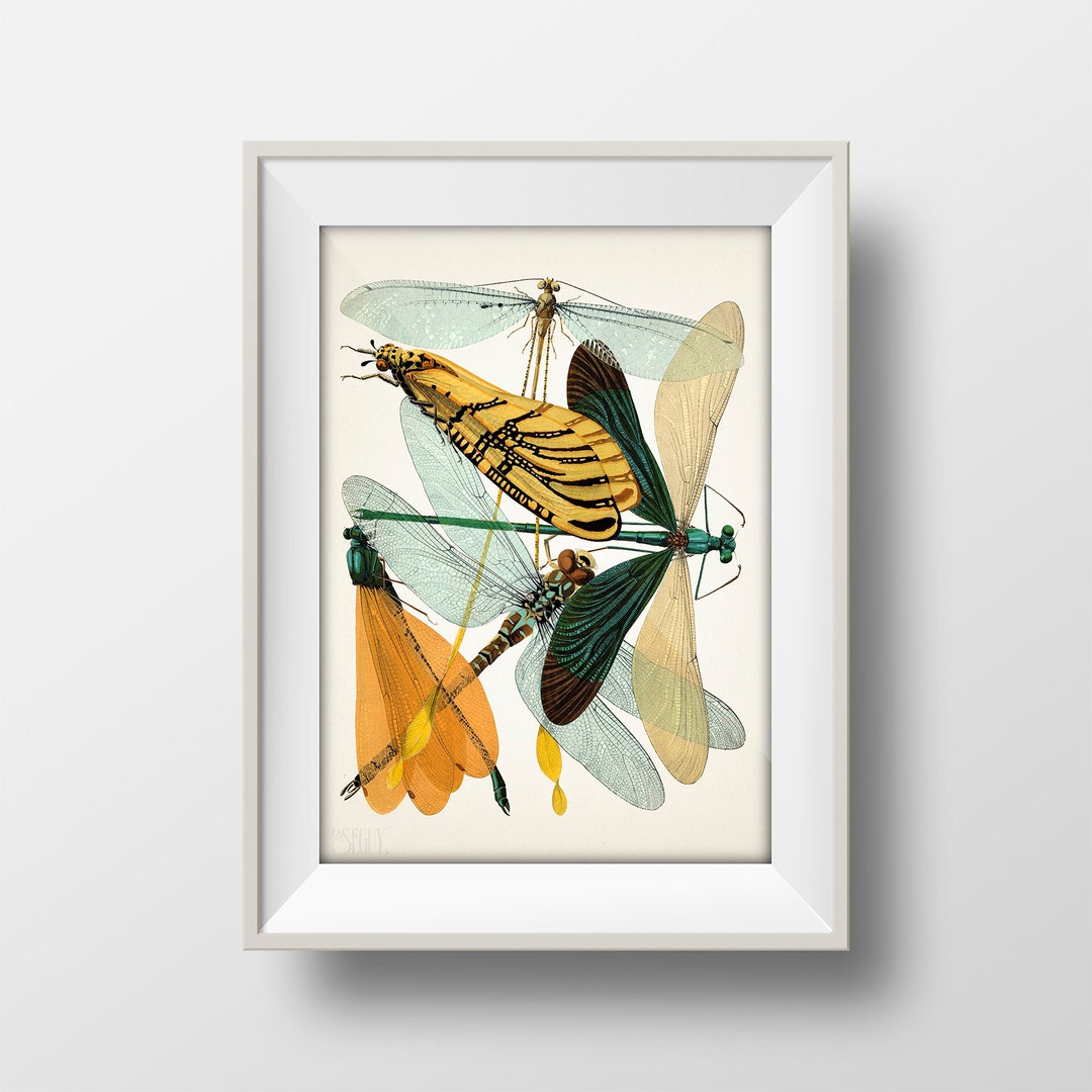 Insects No. 09 [1926] Insectes - IN-49 - Fine Art Print of a Vintage ...
