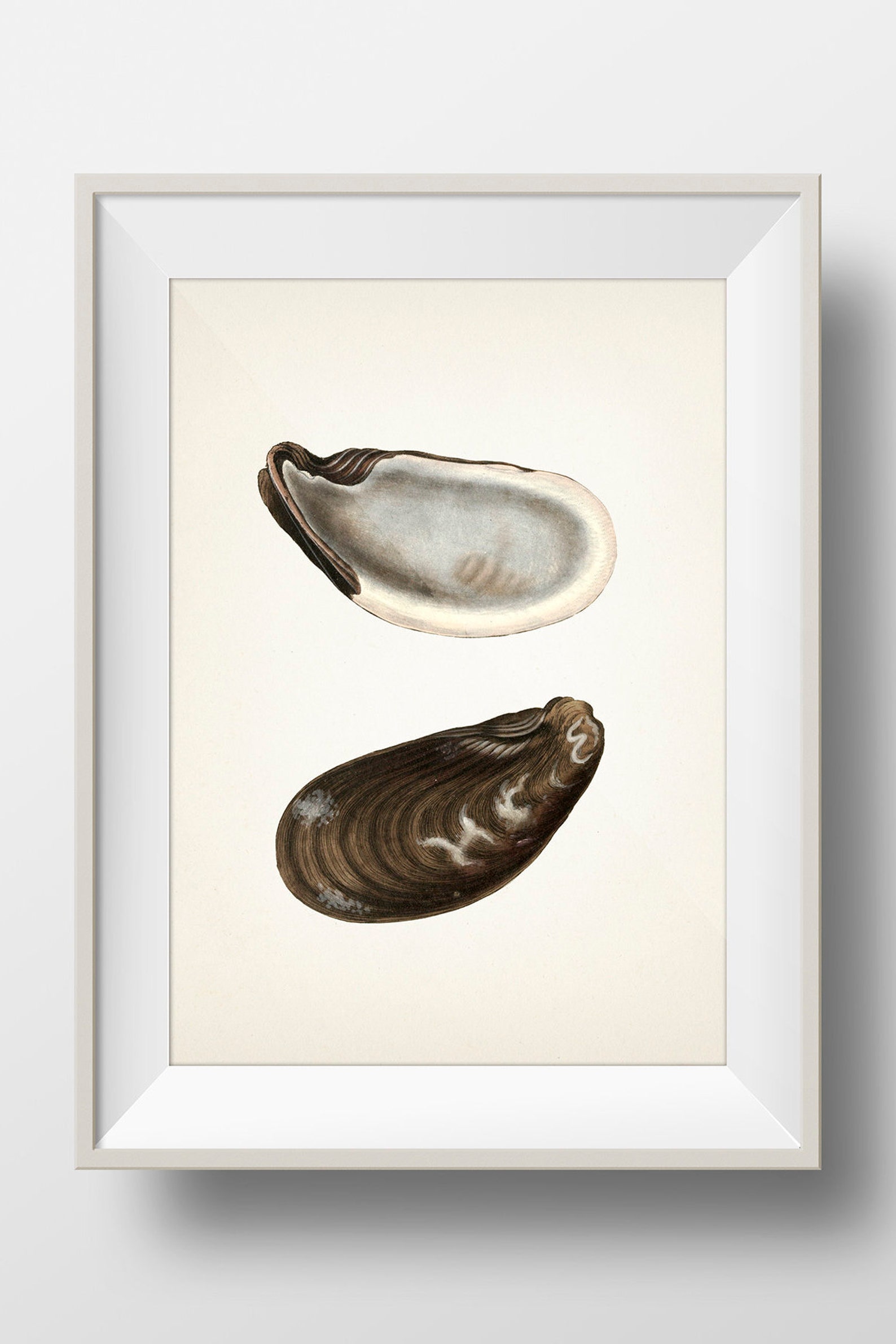 Mussell Shell No. 64 SH-64 Fine Art Print of a Vintage - Etsy