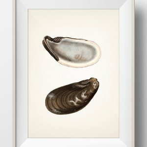 Mussell Shell No. 64 - SH-64 - Fine Art Print of a Vintage Natural ...