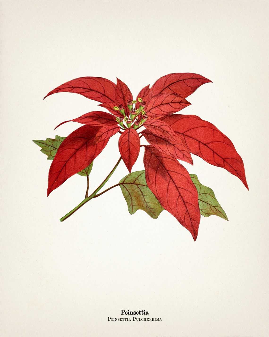 Poinsettia Botanical Print Holiday Wall Art INCLUDES Plant - Etsy