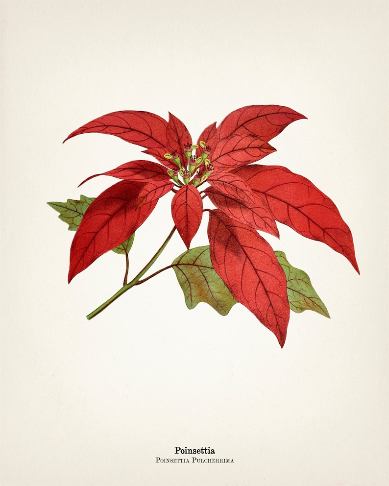 Poinsettia Botanical Print Holiday Wall Art INCLUDES Plant - Etsy
