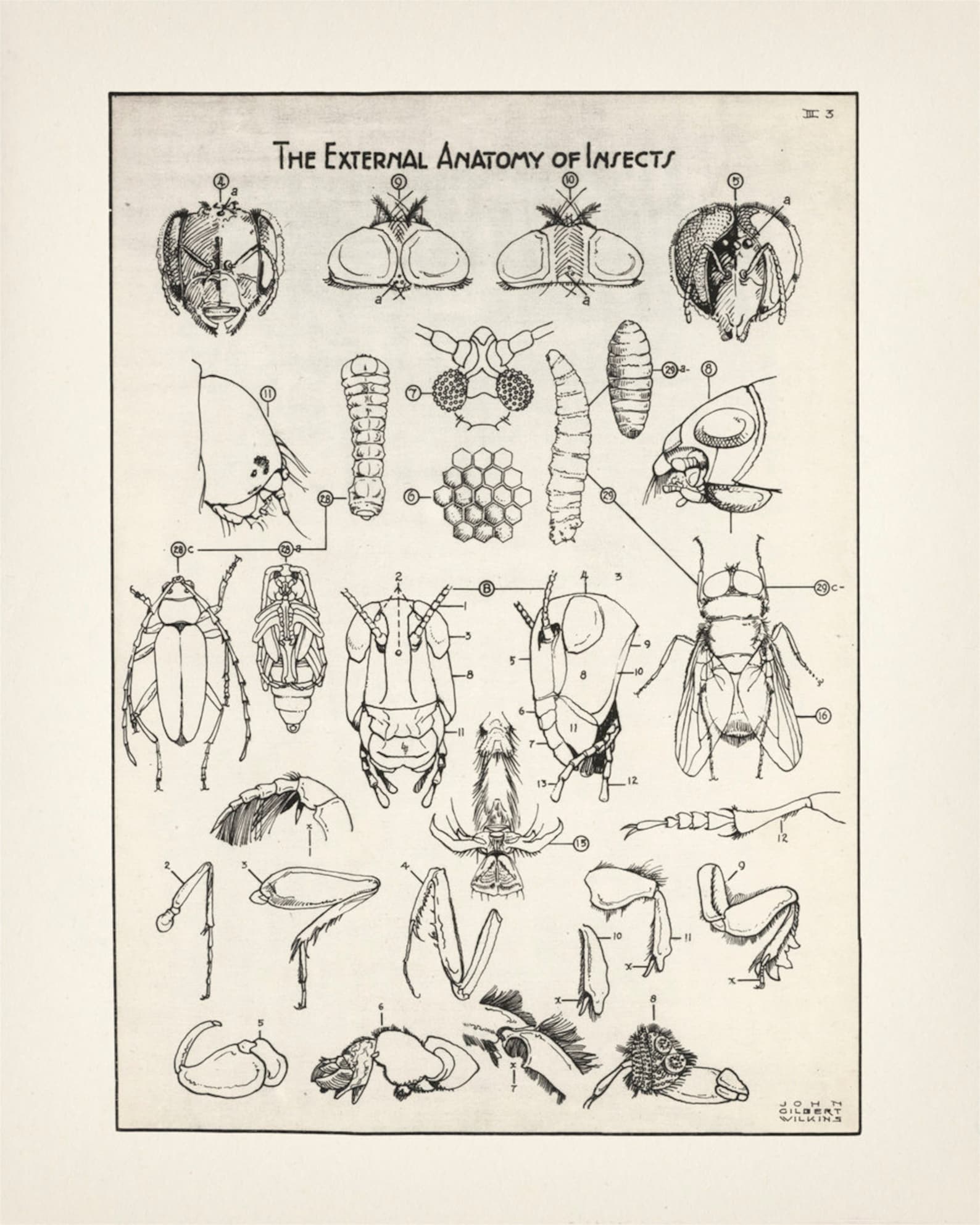 Insect Anatomy Study No.1 [1924] Design in Nature - IN-37 - Fine Art ...