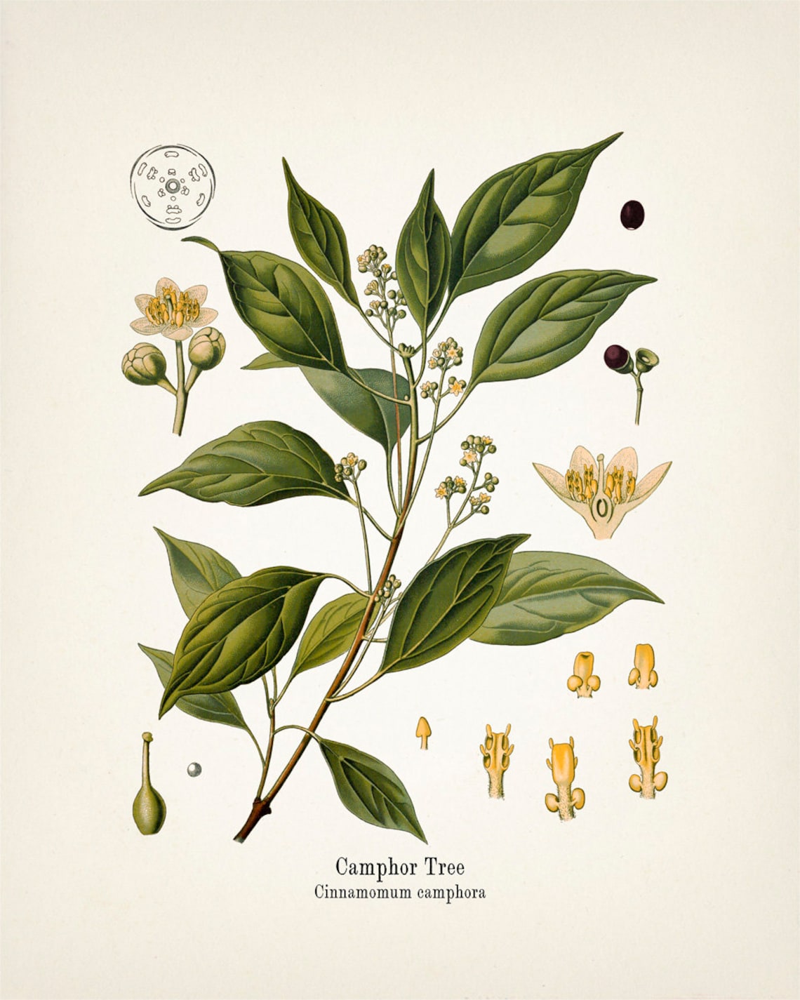 Camphor Tree Botanical Illustration - Cinnamomum Camphora Print - KO-82 ...