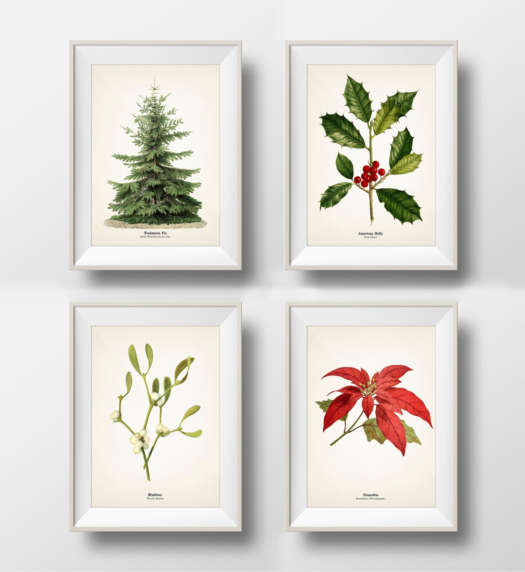 Christmas Holiday Botanical Prints Set of 4 - Holly, Mistletoe ...