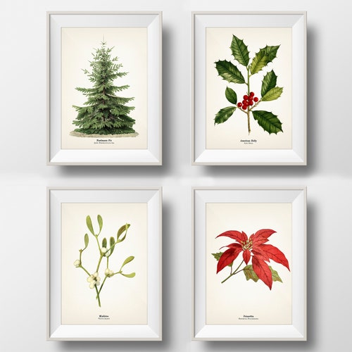 Holly Plant Christmas Botanical Print Holiday Wall Art - Etsy