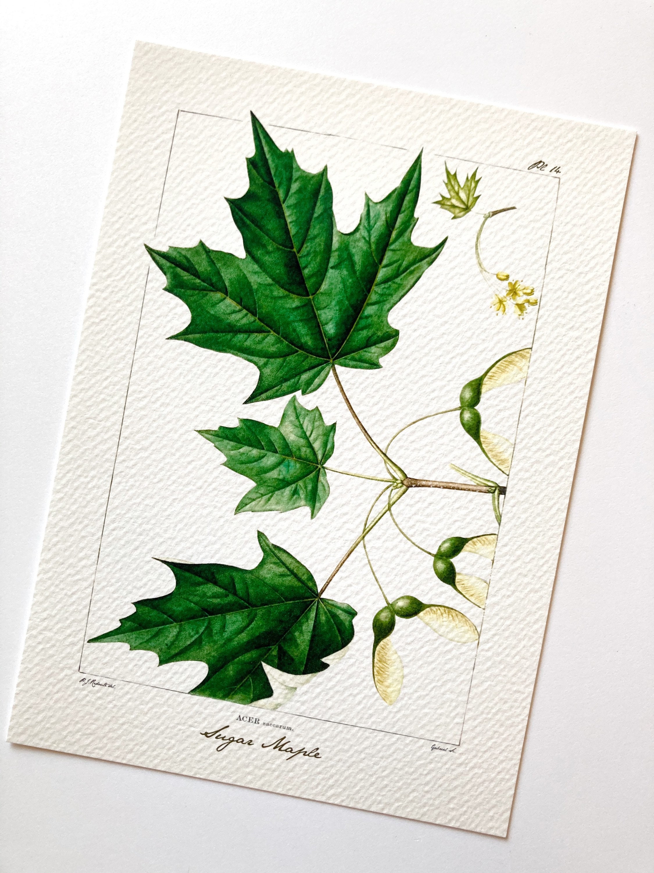 Maple Tree Leaves Drawing
