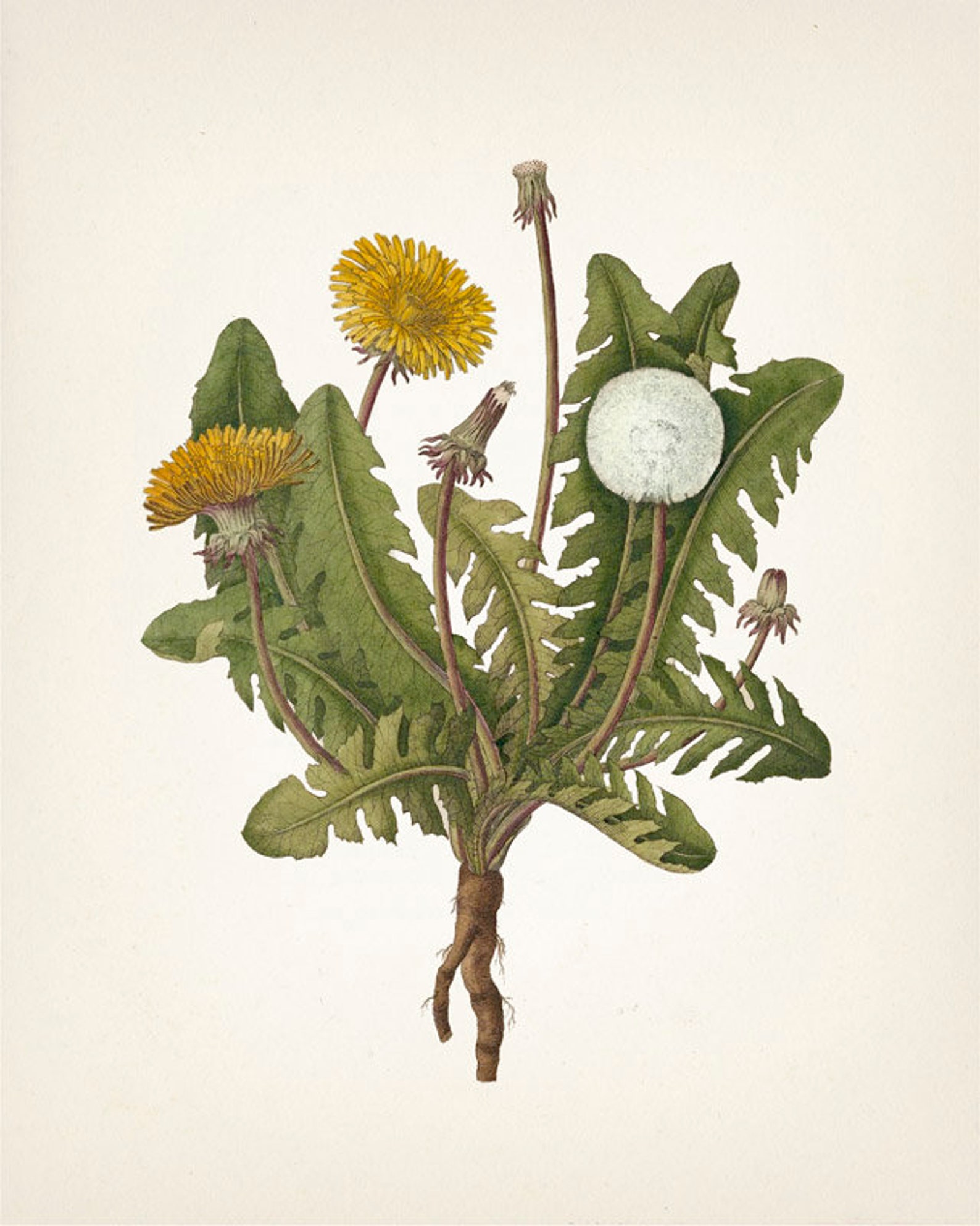 Dandelion Drawing - FL-27 - Fine Art Print of a Vintage Natural History ...