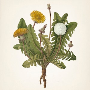 Dandelion Drawing - FL-27 - Fine Art Print of a Vintage Natural History ...