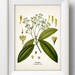 Vintage Cinnamon Print - KO-14 - Fine Art Prints of Kohler's Vintage ...