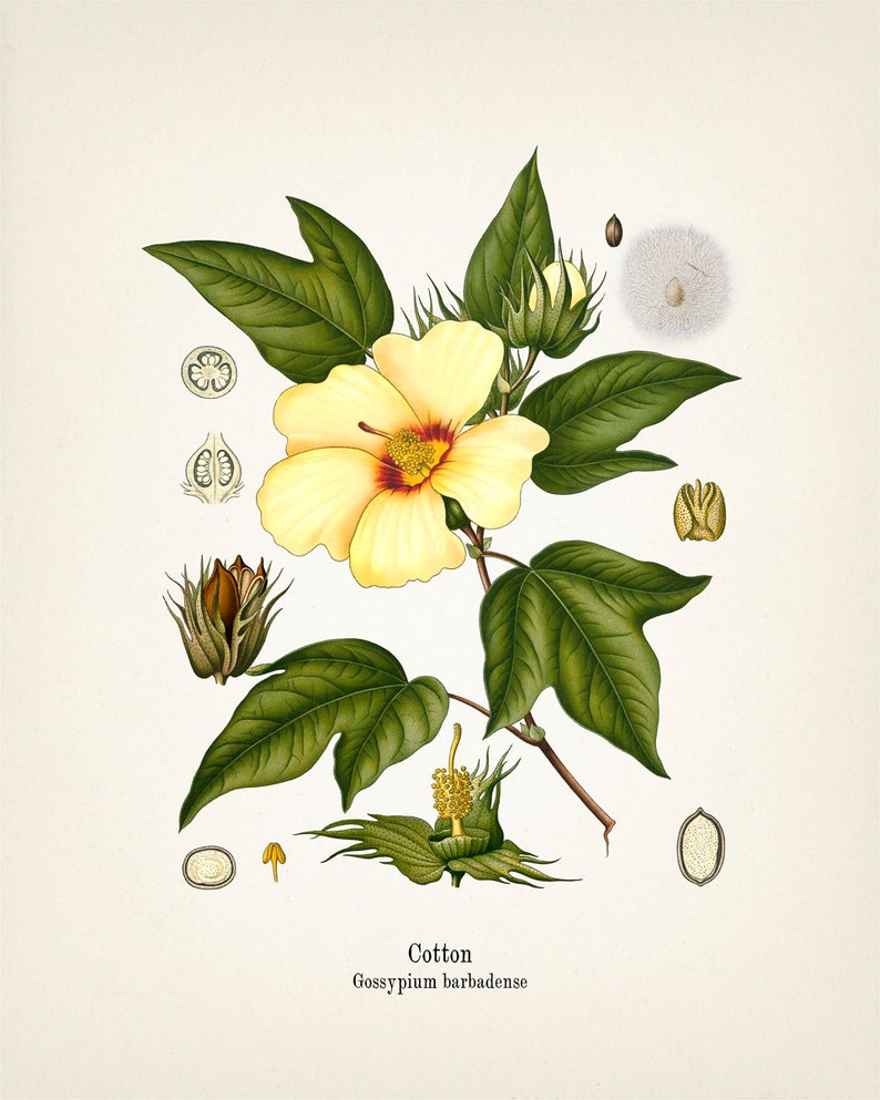 American Southern Crops Set of 6 Botanical Illustrations - Etsy