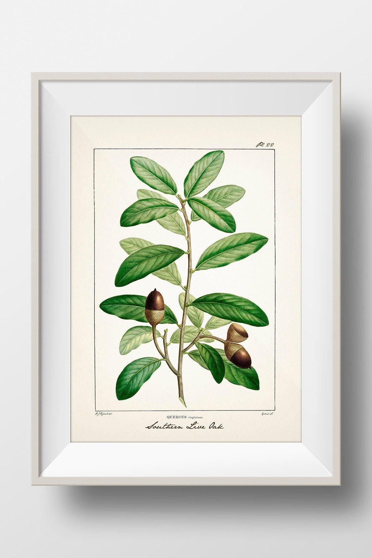 Quercus Virginiana Drawing